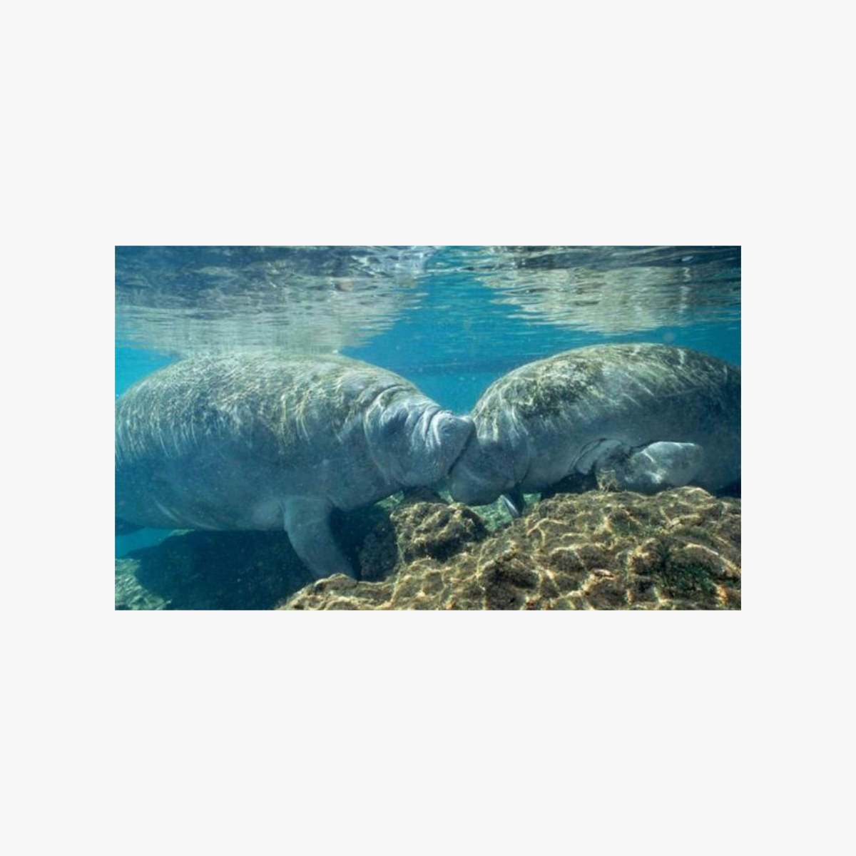 Boat tour from Orlando to snorkel and swim with manatees - Travelzie